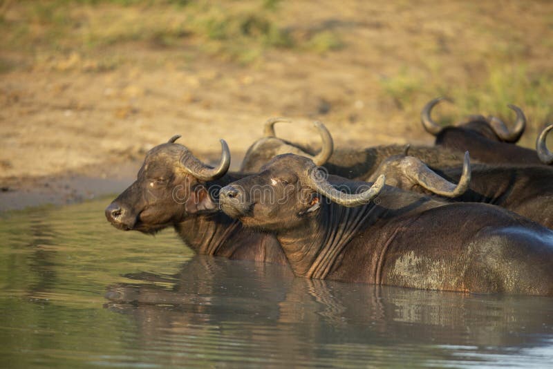 123 Ruminating Animals Stock Photos - Free & Royalty-Free Stock Photos ...