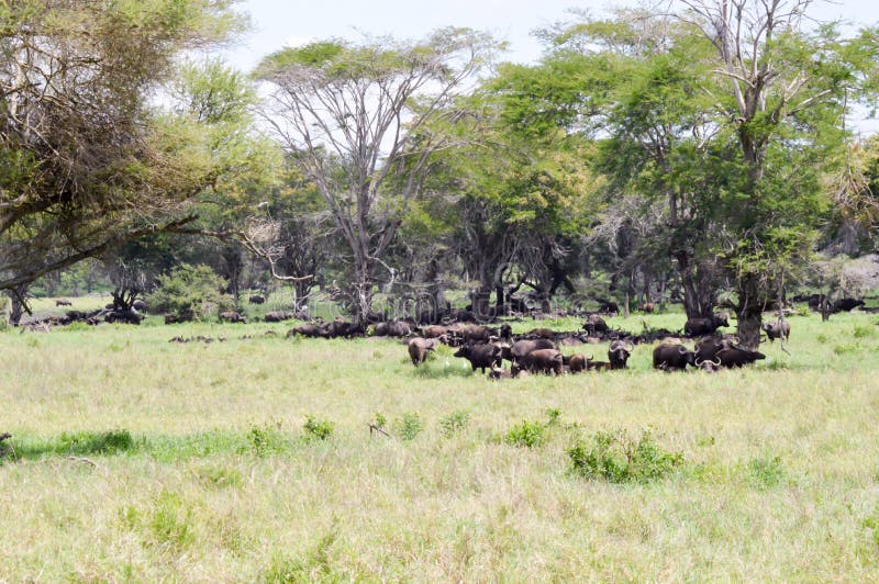 Herd of Buffalo in the Shade Stock Photo - Image of mountain, savanna ...