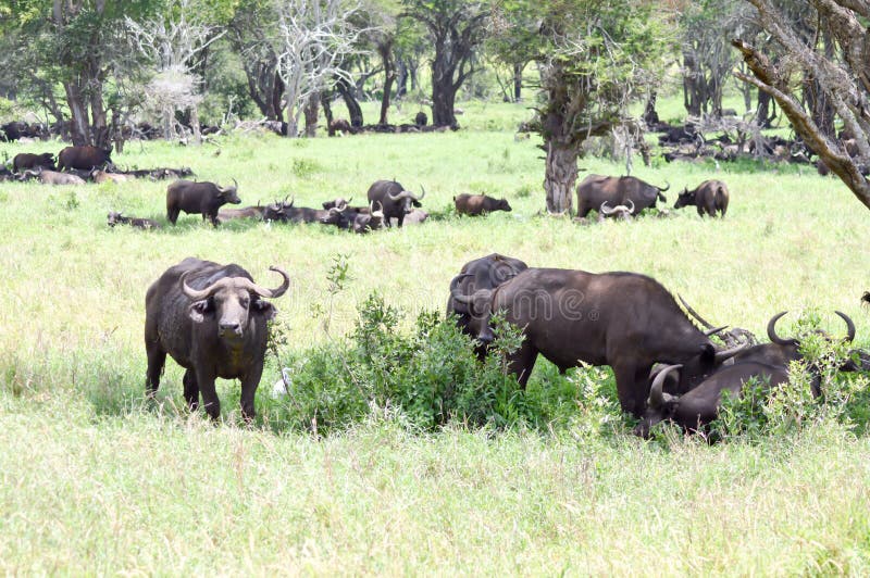 Herd of Buffalo in the Shade of a Tree Stock Photo - Image of wild ...