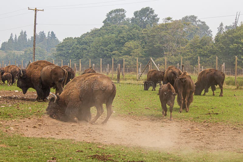 Herd of Buffalo Together in Group on Green Grass Stock Photo - Image of ...