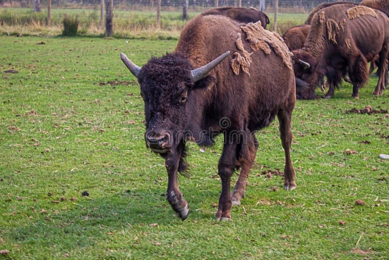 Herd of Buffalo Together in Group on Green Grass Stock Image - Image of ...
