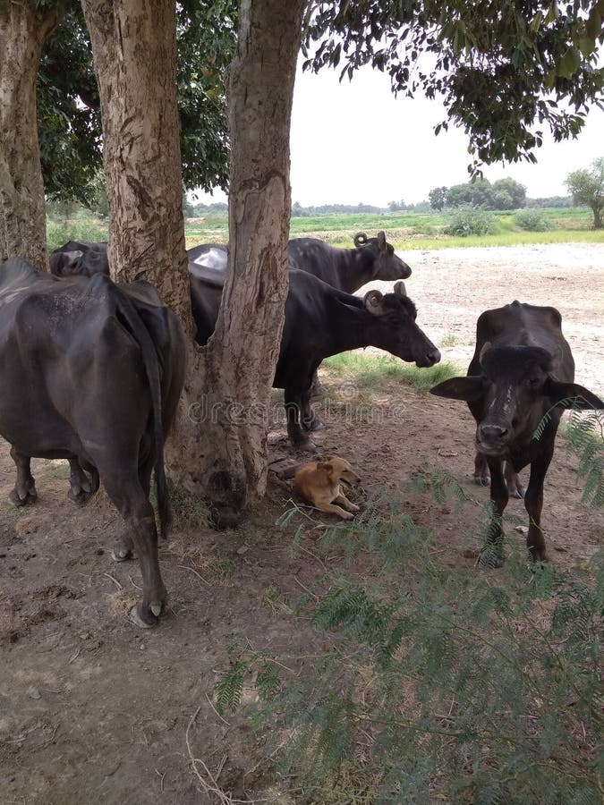 A herd of buffalo. stock photo. Image of trees, buffalo - 121886156