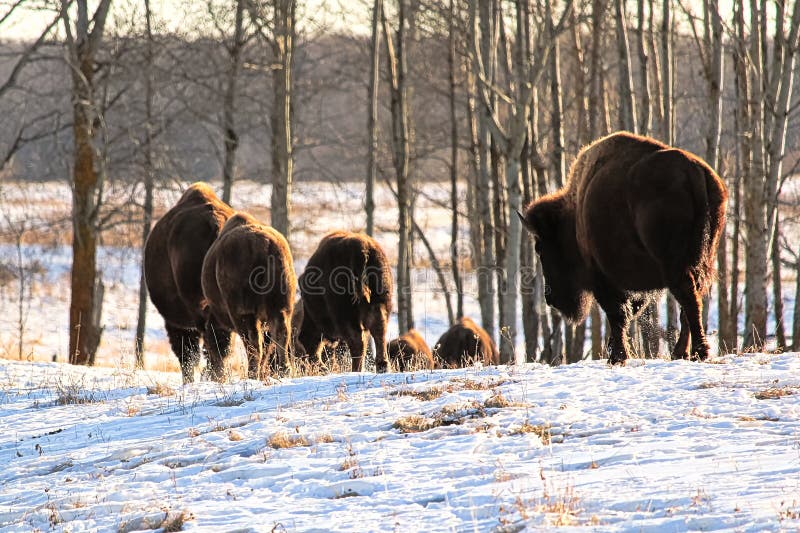 A Herd of Buffalo Walk Away in the Cold Winter Stock Photo - Image of ...