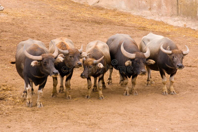 Herd of bulls stock photo. Image of brown, domestic, nature - 7156636
