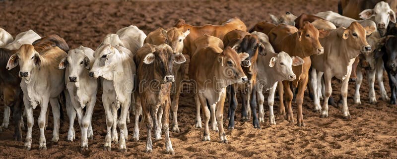 132 Western Cutting Competition Photos - Free & Royalty-Free Stock ...