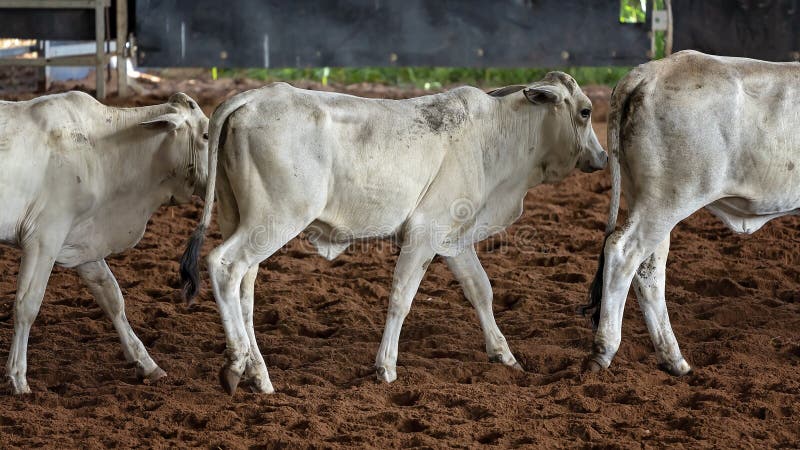 132 Western Cutting Competition Stock Photos - Free & Royalty-Free ...