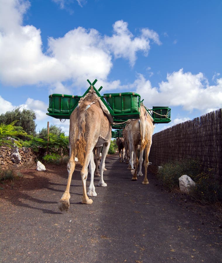 Herd of Camels Walking in a Row Down a Dirt Path Stock Image - Image of ...