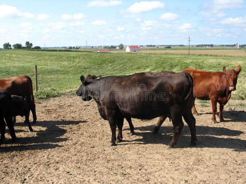 A Herd of Cattle Standing on a Dirt Ground in a Field Stock Photo ...