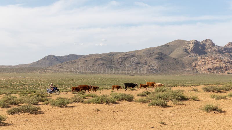 A Herd of Cattle is Driven through the Mongolian Steppe by a Nomad on a ... A Herd of Cattle is Driven through the Mongolian Steppe by a Nomad on a ...