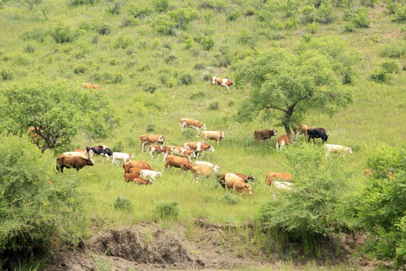 A Herd of Cattle are Grazing Stock Image - Image of cattle, background ...