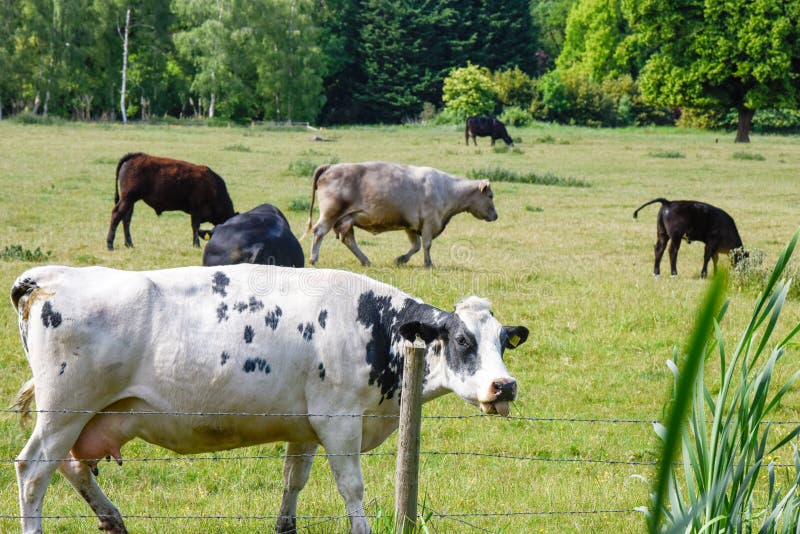 Herd of Cattle Including Cows and Bull Graze in a Grass Field Stock ...