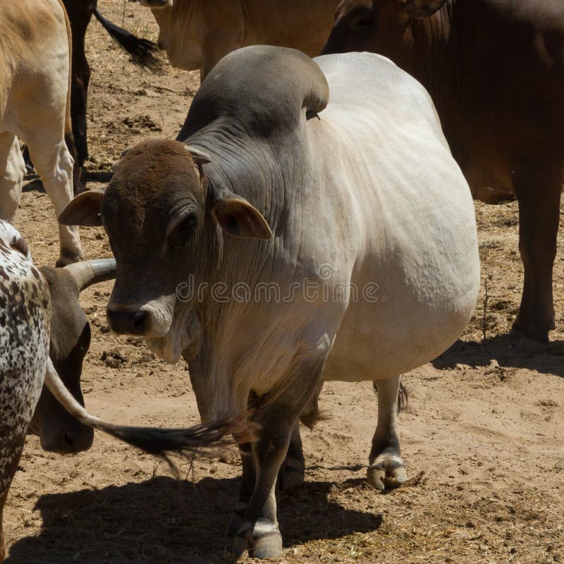Herd of Cattle: Breeding Bull Stock Image - Image of karoo, south ...