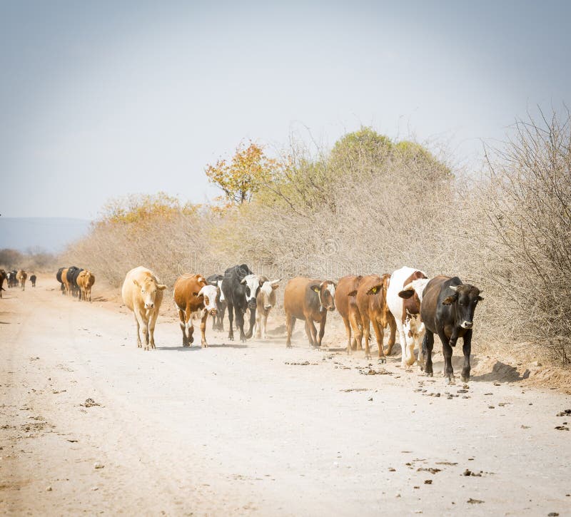 Botswana Beef Cattle stock photo. Image of african, cattle - 67619566