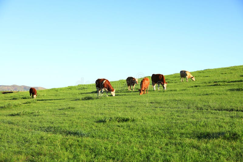 A Herd of Cattle on the Prairie Stock Image - Image of animal, grass ...