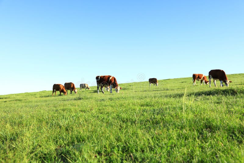 A Herd of Cattle on the Prairie Stock Photo - Image of nature, mammal ...