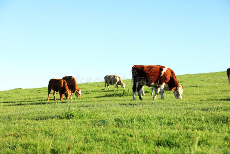 A Herd of Cattle on the Prairie Stock Image - Image of nature, meadows ...