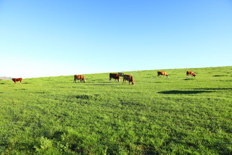 A Herd of Cattle on the Prairie Stock Photo - Image of calf, green ...