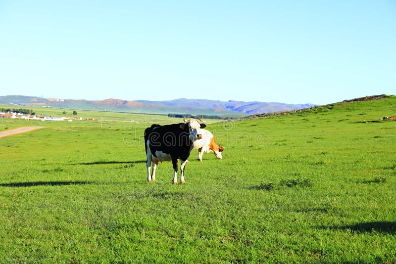 A Herd of Cattle on the Prairie Stock Image - Image of rural, cattle ...