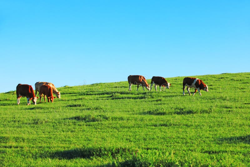 A Herd of Cattle on the Prairie Stock Photo - Image of nature ...