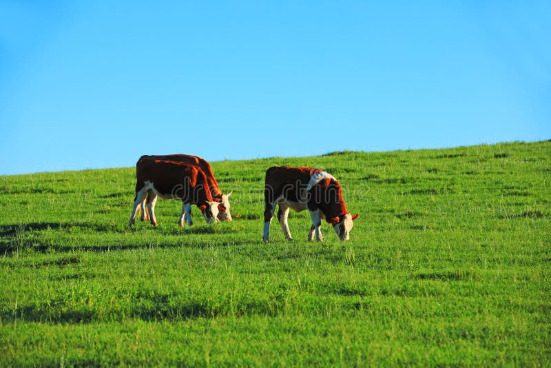 A Herd of Cattle on the Prairie Stock Photo - Image of grazing, wild ...
