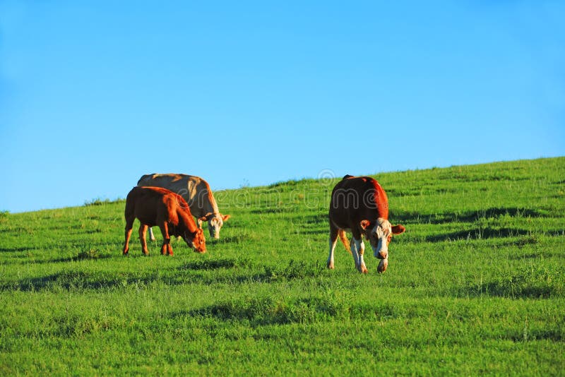 A Herd of Cattle on the Prairie Stock Photo - Image of agriculture ...