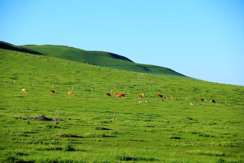 A Herd of Cattle on the Prairie Stock Photo - Image of beef, landscape ...