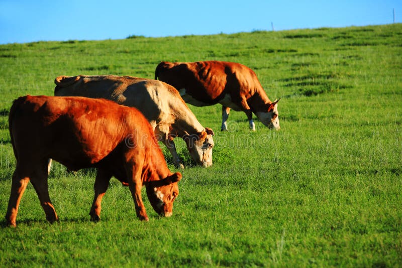 A Herd of Cattle on the Prairie Stock Photo - Image of farm, mountain ...