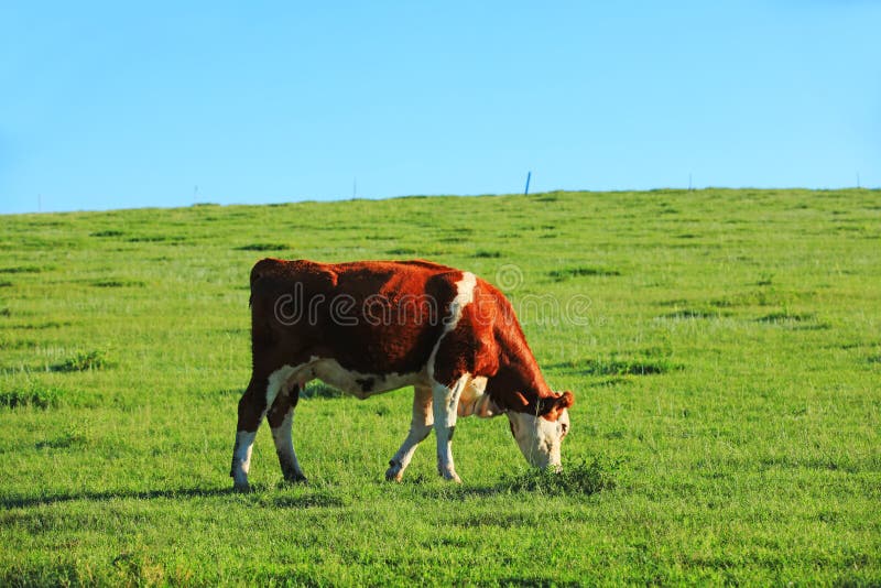 A Herd of Cattle on the Prairie Stock Photo - Image of animal, herd ...