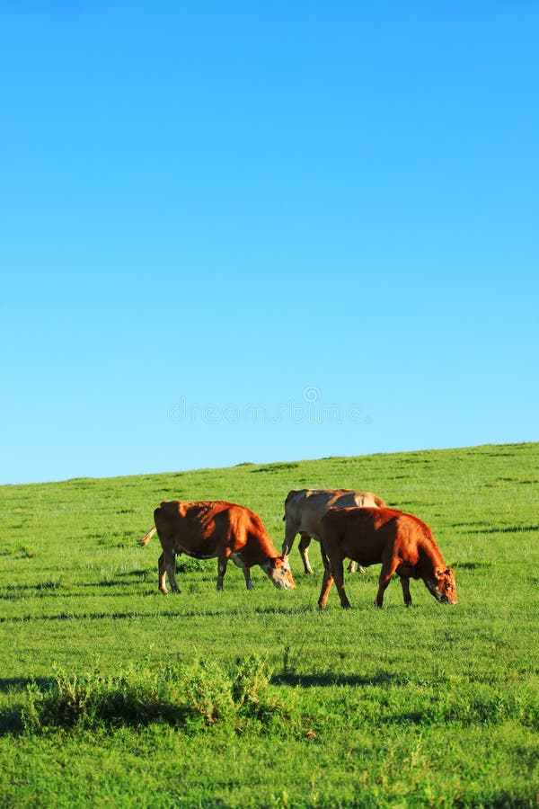 A Herd of Cattle on the Prairie Stock Photo - Image of beautiful, green ...