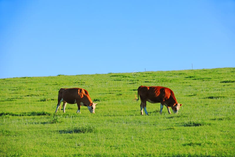 A Herd of Cattle on the Prairie Stock Photo - Image of herd, calf ...