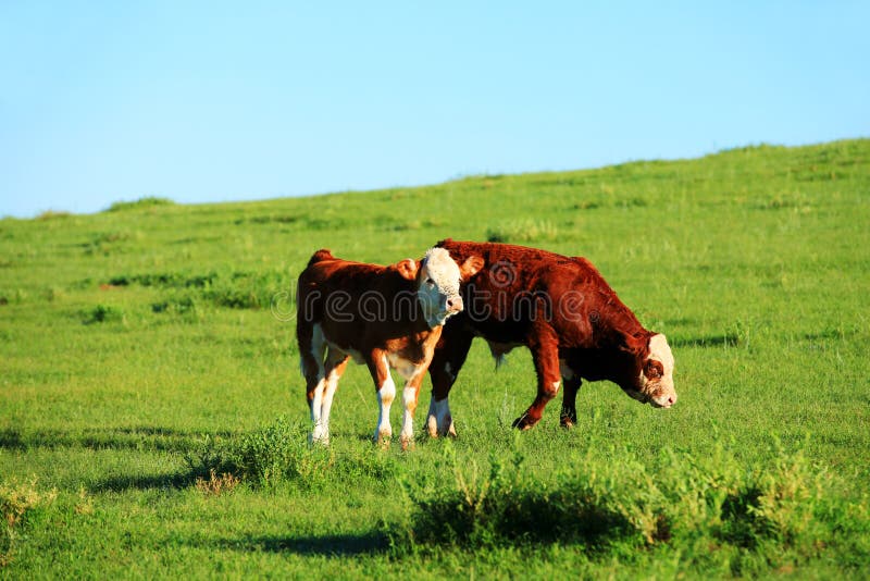 A Herd of Cattle on the Prairie Stock Image - Image of animals ...