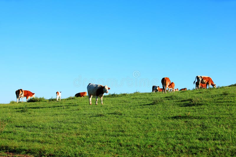 A Herd of Cattle on the Prairie Stock Image - Image of ranch, farm ...