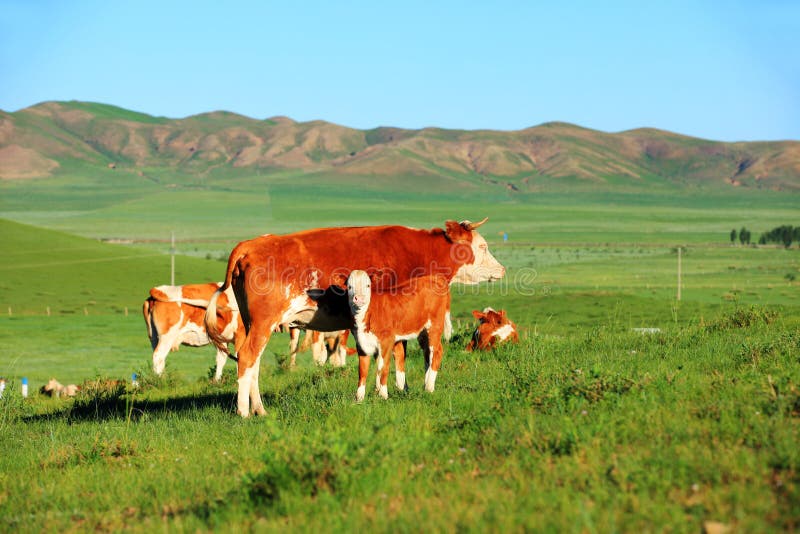 A Herd of Cattle on the Prairie Stock Image - Image of mammals, herd ...