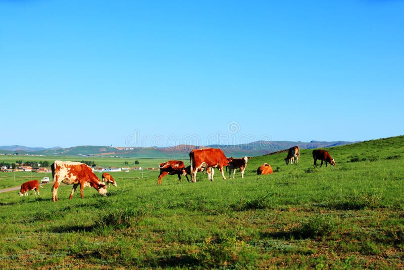 A Herd of Cattle on the Prairie Stock Photo - Image of rural, green ...