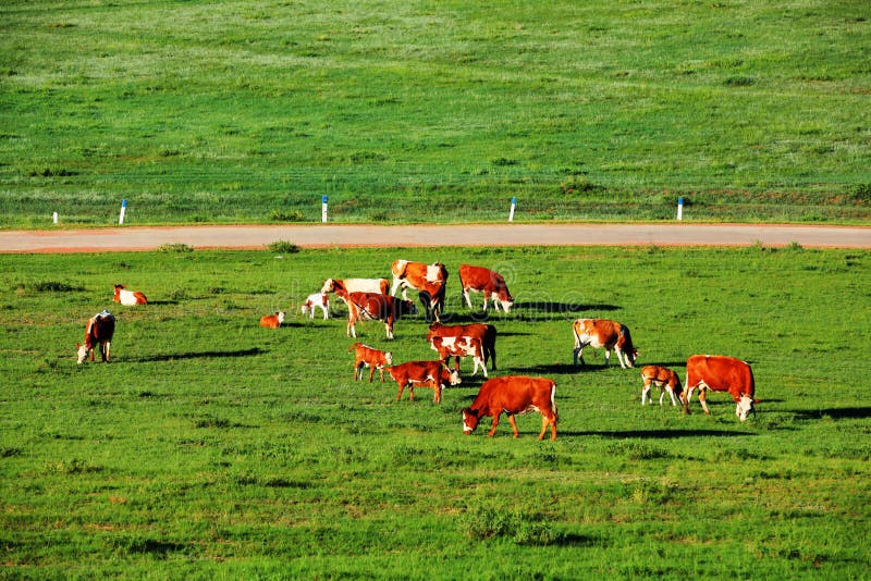 A Herd of Cattle on the Prairie Stock Image - Image of wild, calf ...