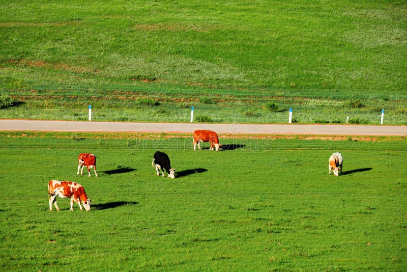 A Herd of Cattle on the Prairie Stock Image - Image of mammal, grass ...