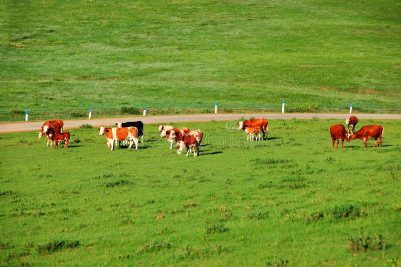 A Herd of Cattle on the Prairie Stock Image - Image of herd, grazing ...