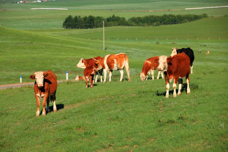 A Herd of Cattle on the Prairie Stock Photo - Image of calf, herd ...