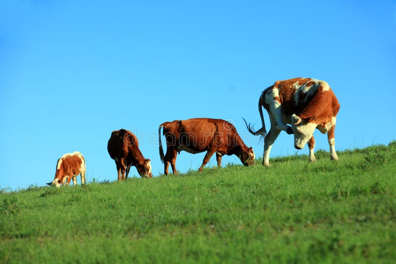 A Herd of Cattle on the Prairie Stock Photo - Image of nature, wild ...