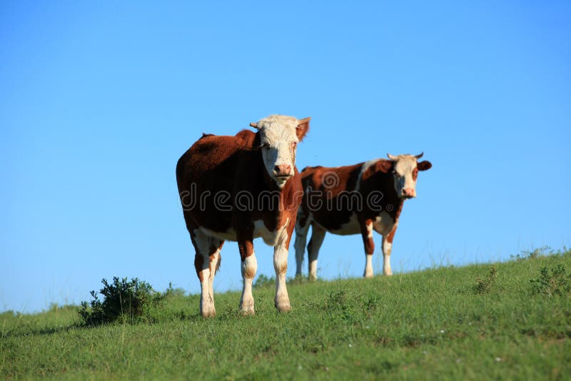 A Herd of Cattle on the Prairie Stock Photo - Image of nature, bull ...