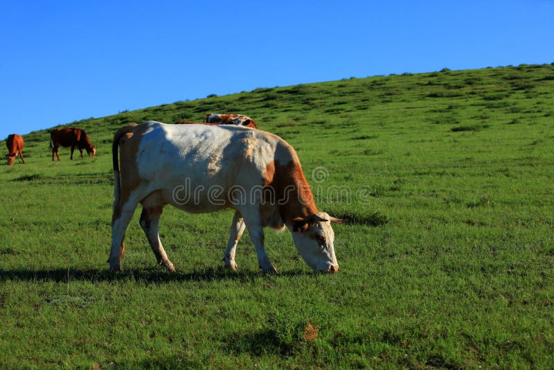 A Herd of Cattle on the Prairie Stock Photo - Image of bull, landscape ...