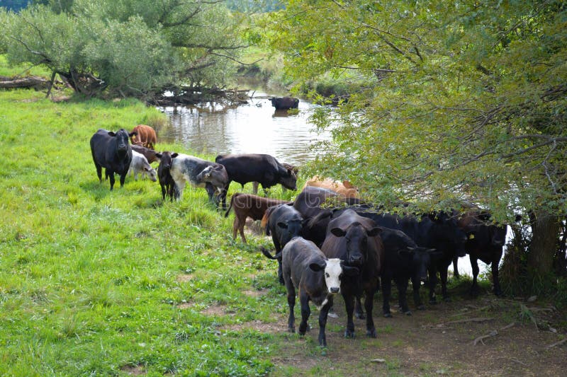 Cattle at the River Crossing. Stock Photo - Image of bull, pasture ...