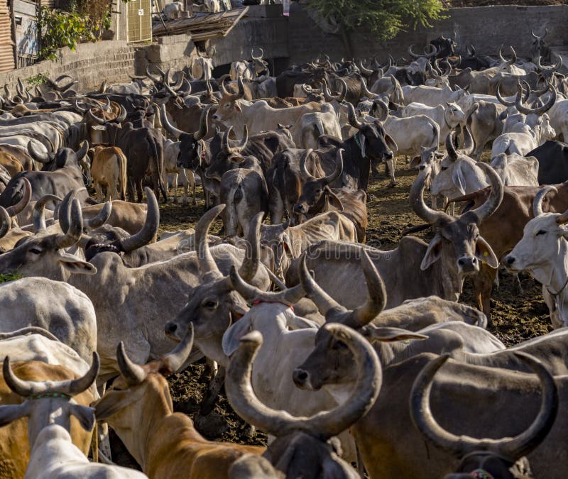 Herd of Cattle at Rural Gathering Stock Image - Image of herd, ranching ...