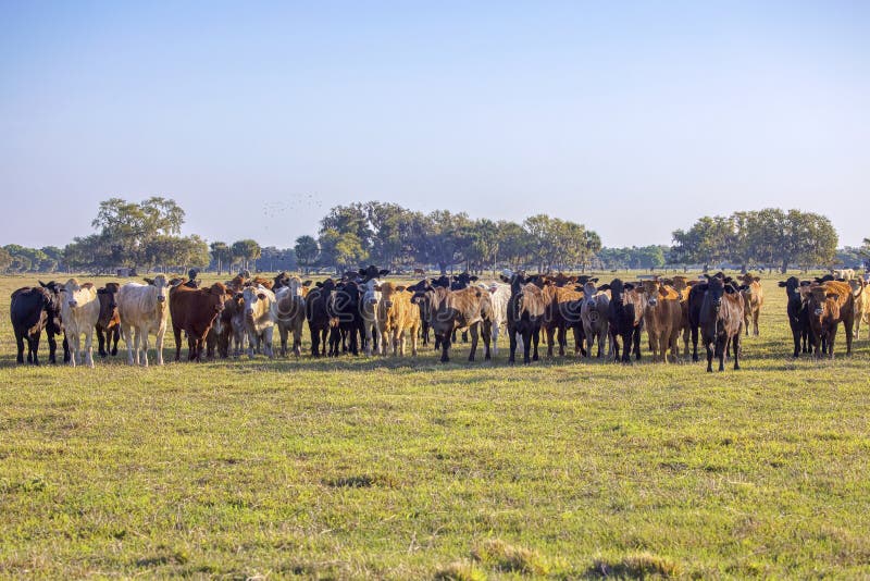 Herd of Cattle Standing Side by Side Stock Image - Image of beef, herd ...