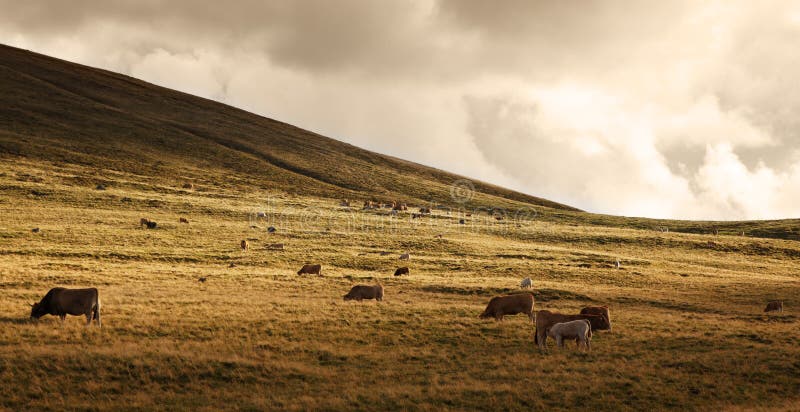 Herd of cattle at sunset stock photo. Image of central - 21026862
