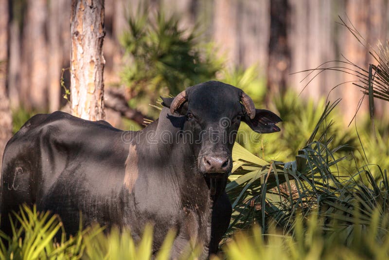 Herd of Cattle Travel through a Marsh in Louisiana Stock Photo - Image ...