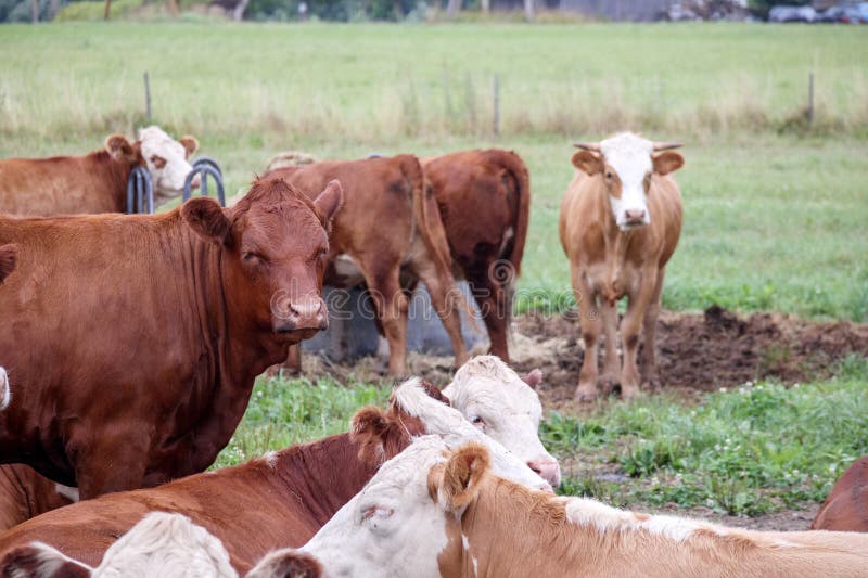 .a Herd of Cattle of Various Brown and White Colors, Located in a Field ...
