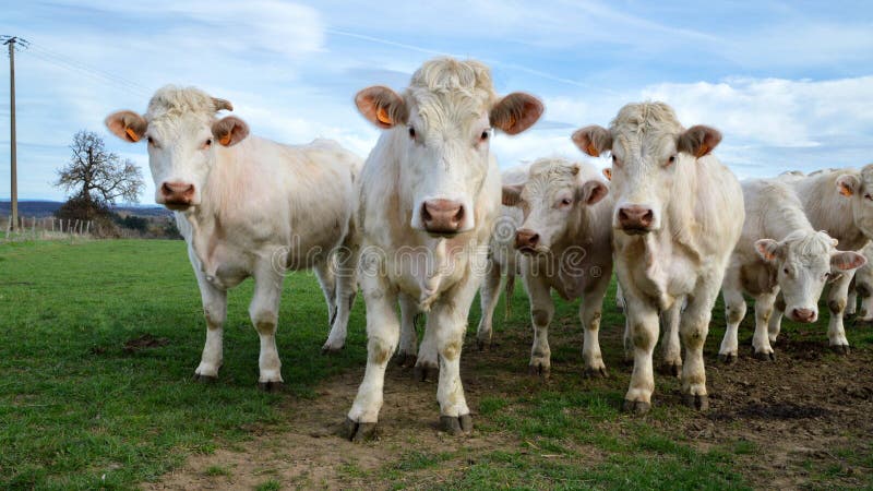 Herd of Charolais cows stock photo. Image of agriculture - 240375748