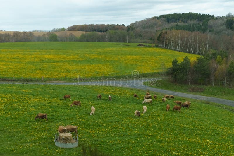 A Herd of Charolais Cows Graze on a Green Pasture in Spring. Stock ...