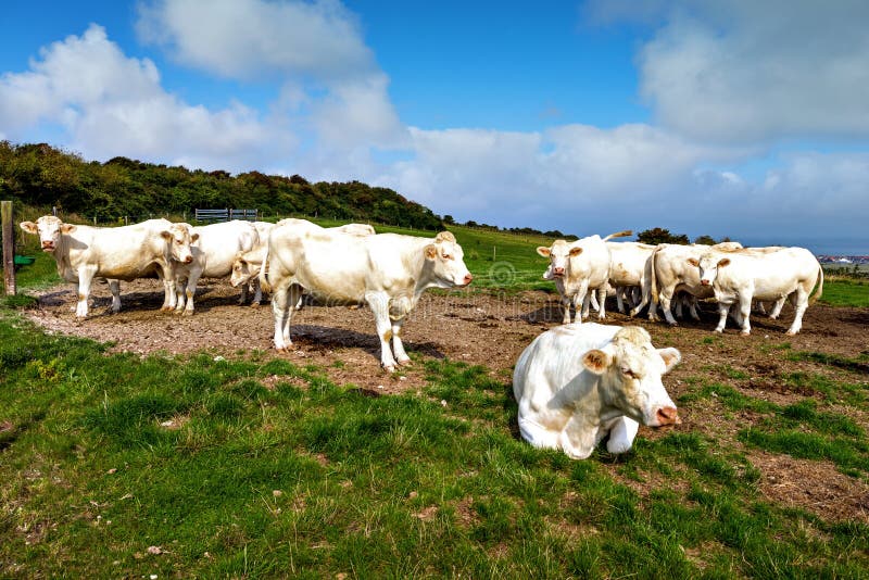 Herd of Charolais Cows in Pasture Stock Photo - Image of france, calais ...